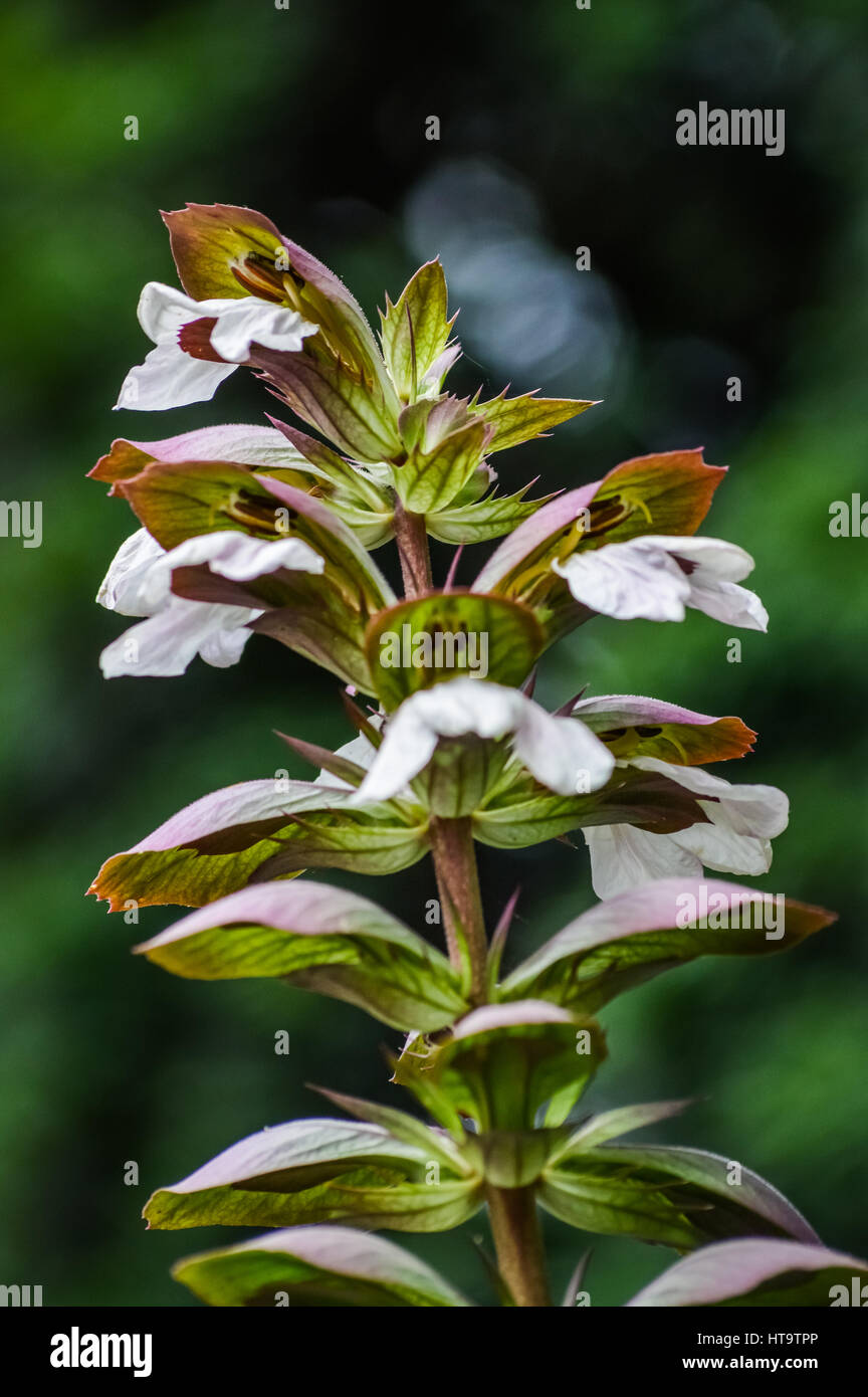 Acanthus Spinosus Flowers High Resolution Stock Photography and Images ...