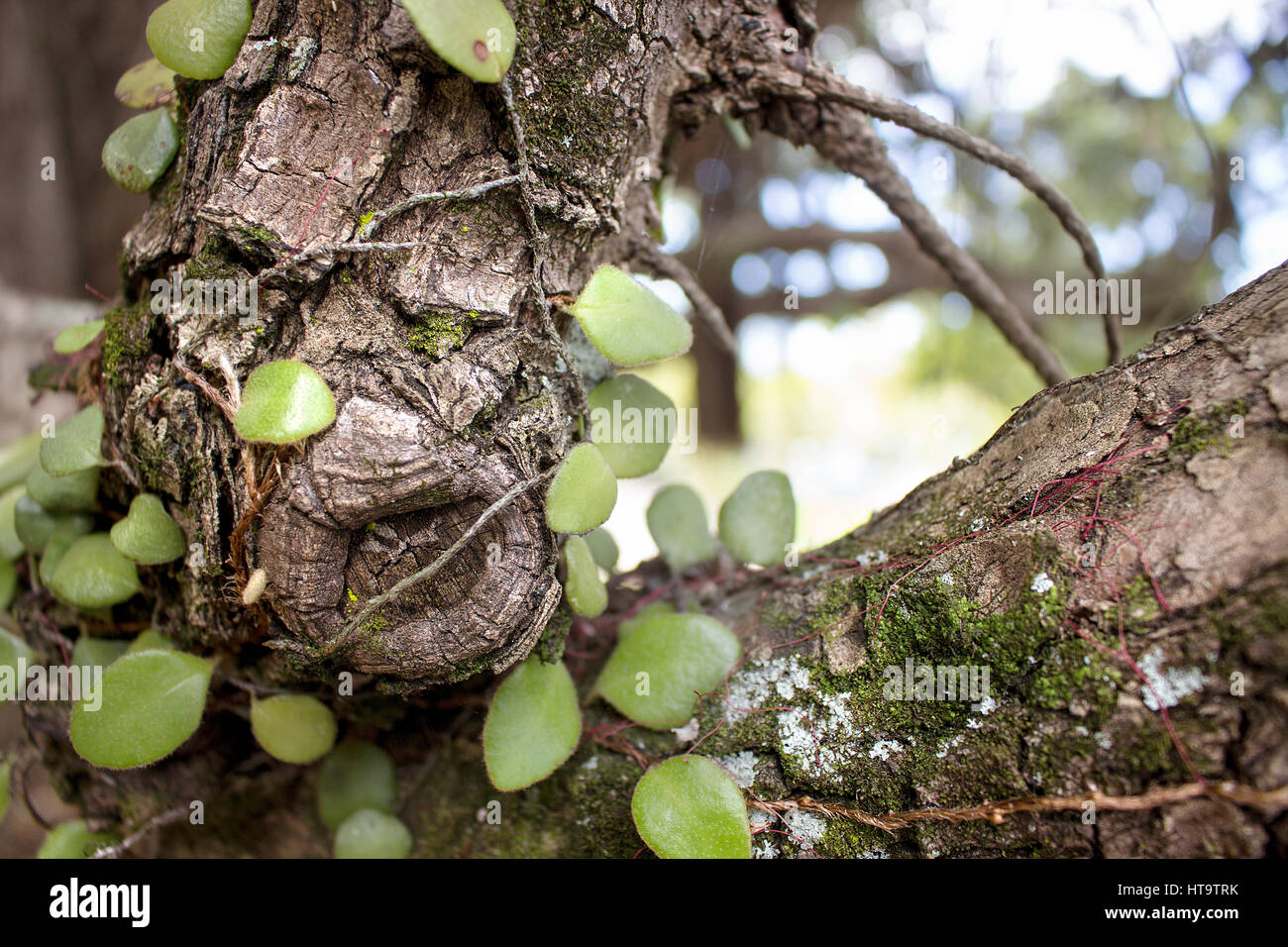 Tree branchs hi-res stock photography and images - Alamy