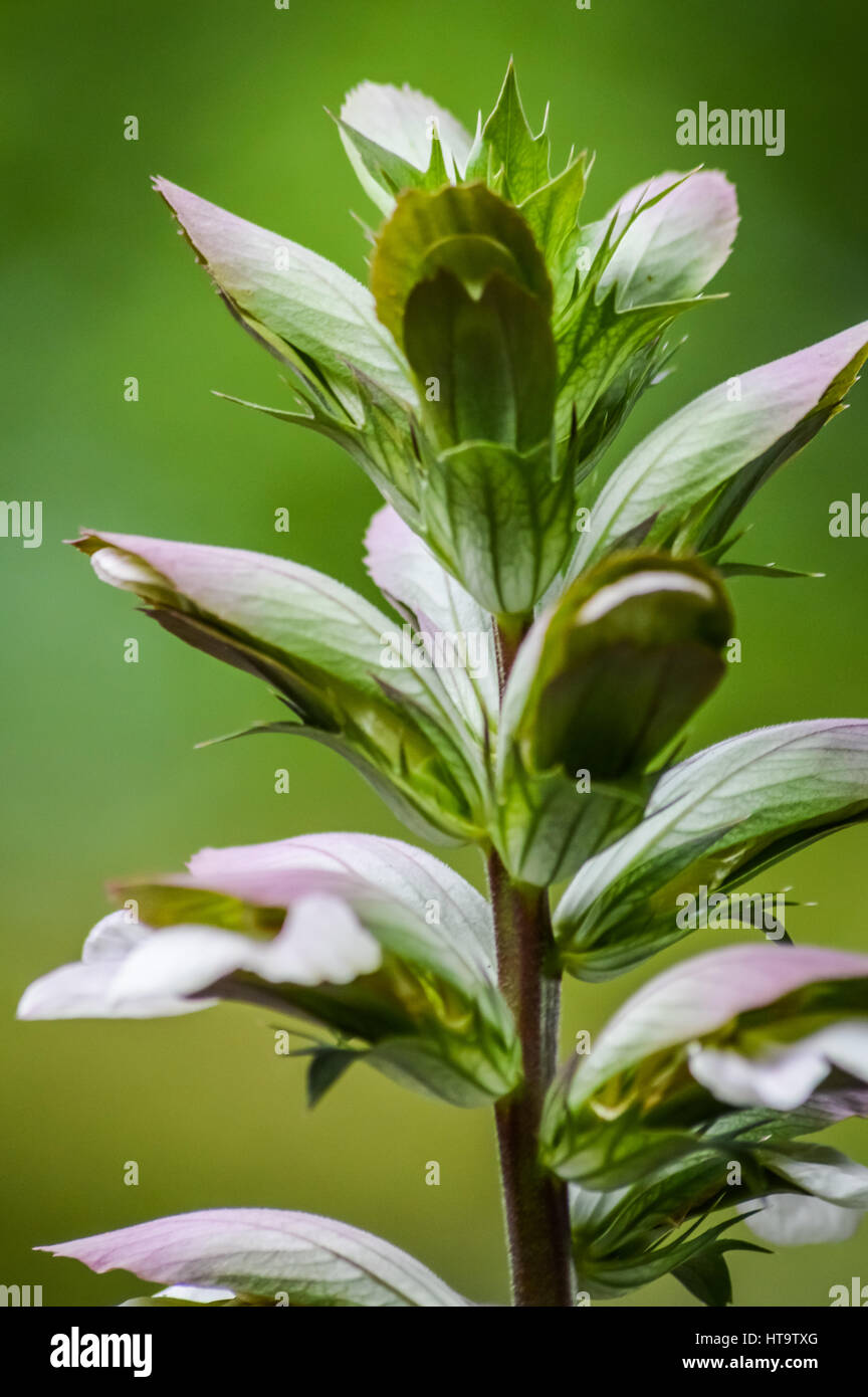Acanthus flowers closeup, Acanthus mollis Stock Photo - Alamy