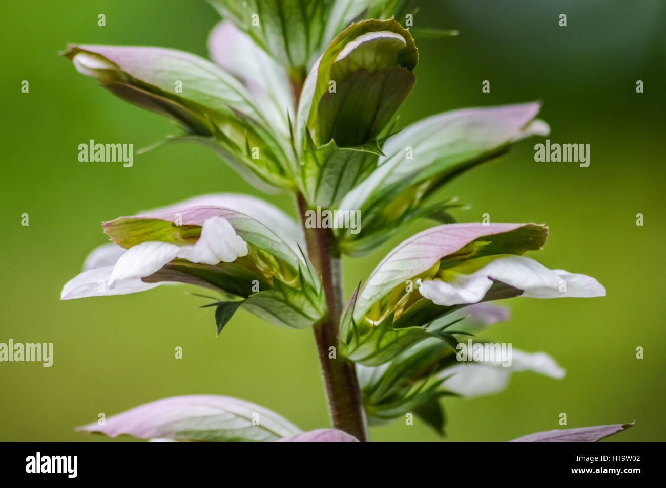 Bears breeches acanthus spinosus hi-res stock photography and images ...