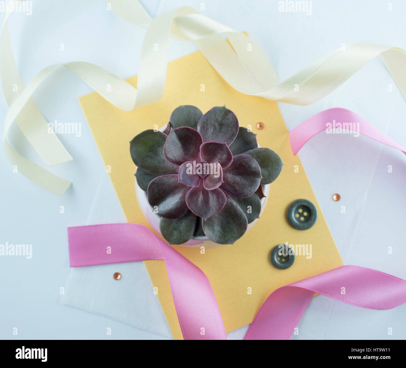 Ribbon cactus hi-res stock photography and images - Alamy