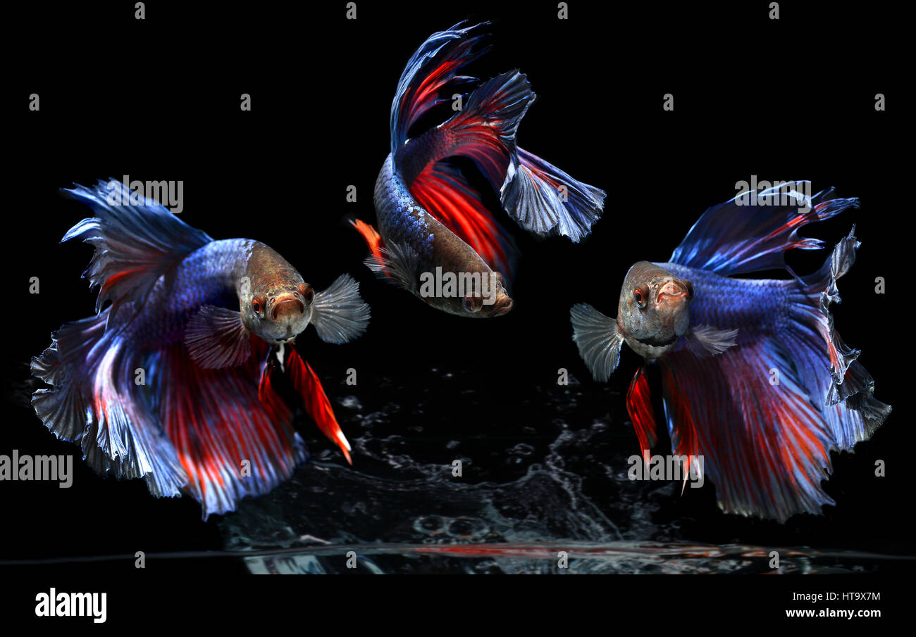 movement of life and colorful saimese fighting fish Stock Photo - Alamy