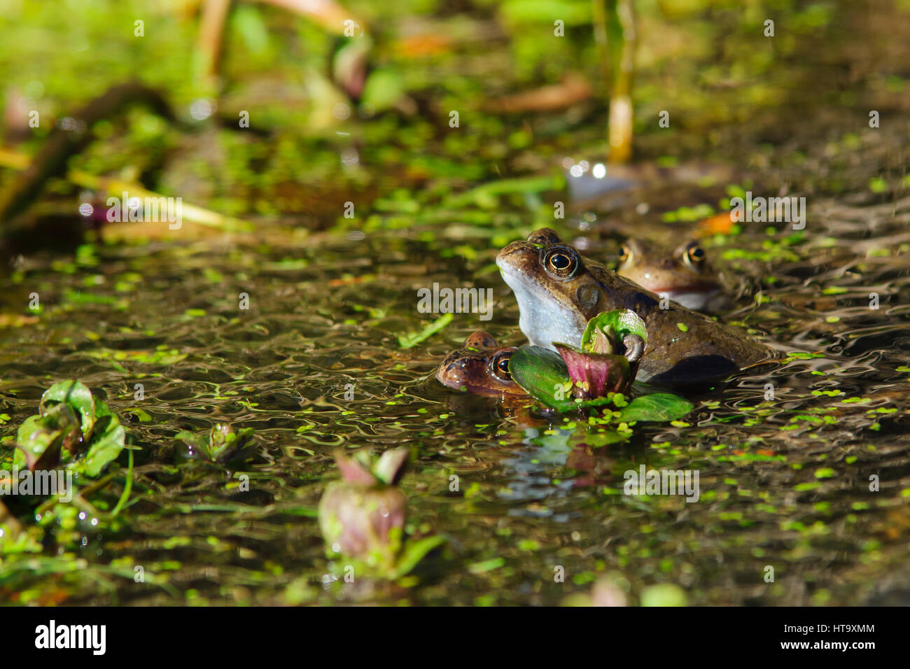 Wild common frogs (Rana temporaria) mating surrounded by frog spawn in ...
