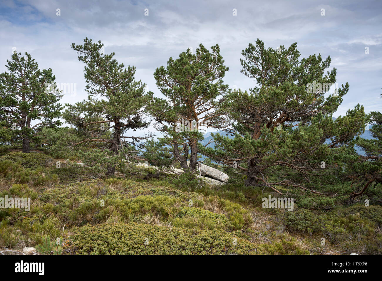 Scots pine forest and padded brushwood (Cytisus oromediterraneus and ...