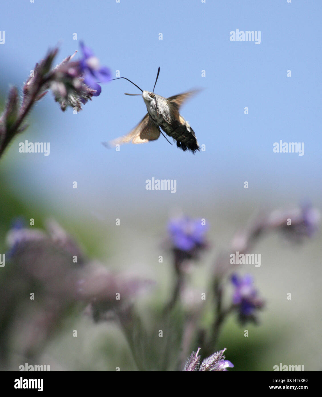 Humming bird Hawk Moth- Furry Hemaris fuciformis swing hovering whilst ...