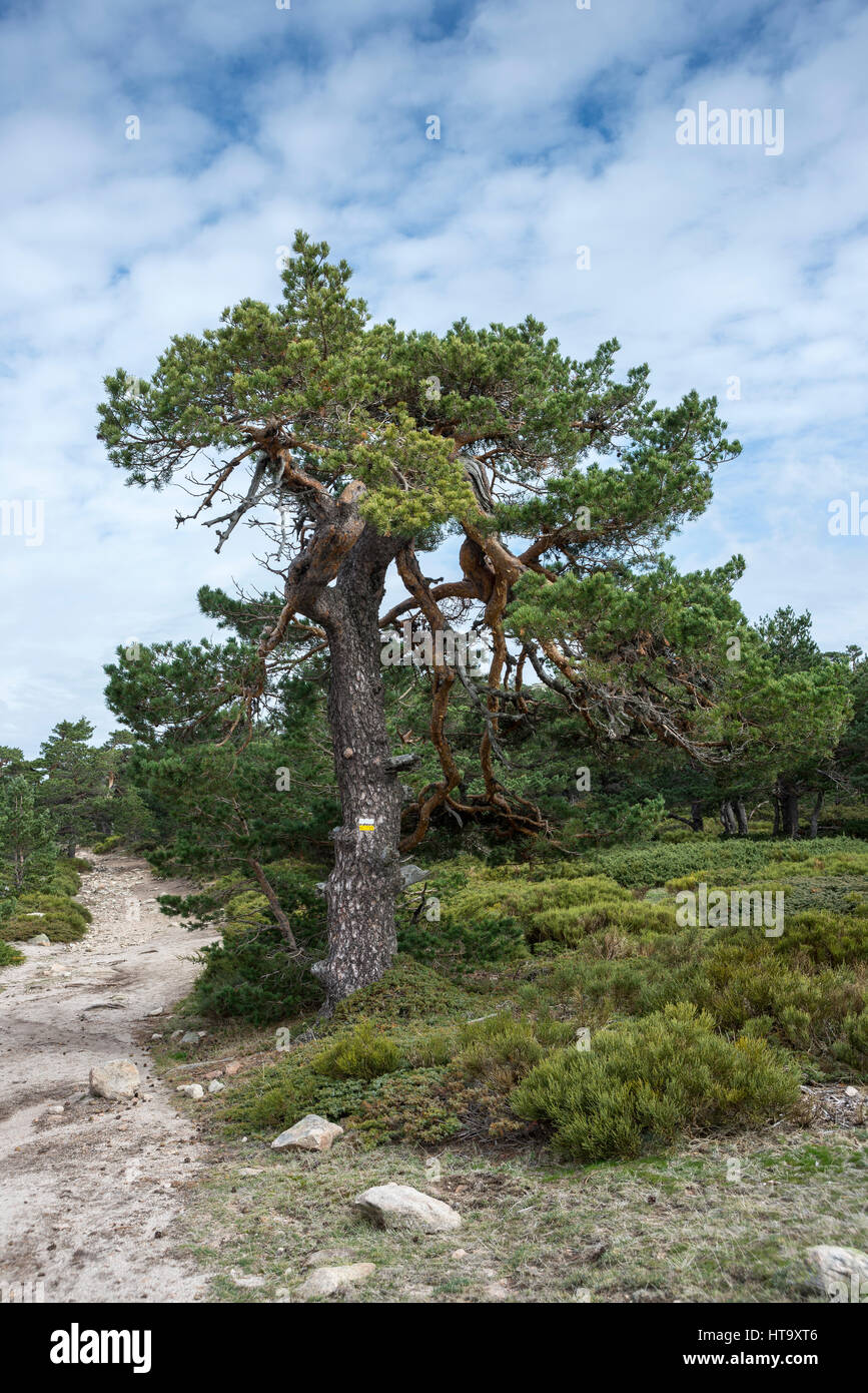 Scots pine forest and padded brushwood (Cytisus oromediterraneus and ...