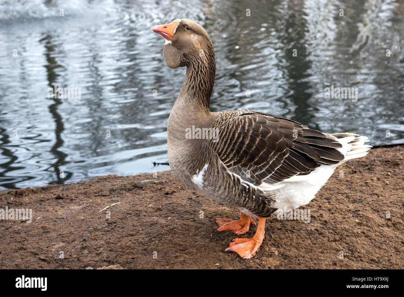 Grey goose on farm hi-res stock photography and images - Alamy