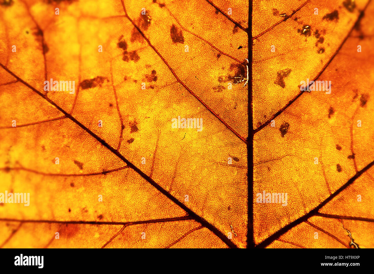 golden backlit leaf in autumn showing its structure and texture Stock ...