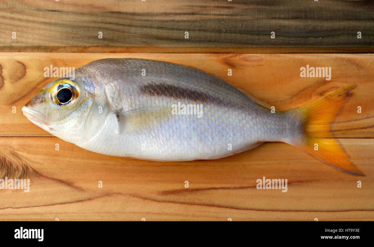 Monocle bream fish hi-res stock photography and images - Alamy