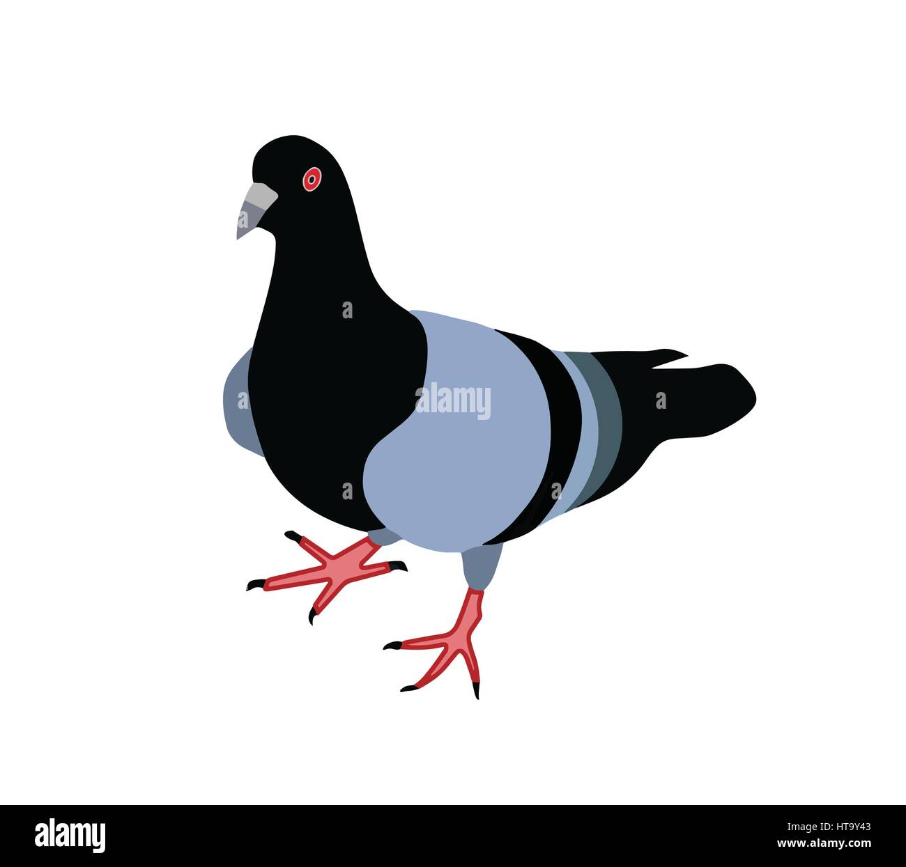 isolated pigeon vector Stock Vector Image & Art - Alamy
