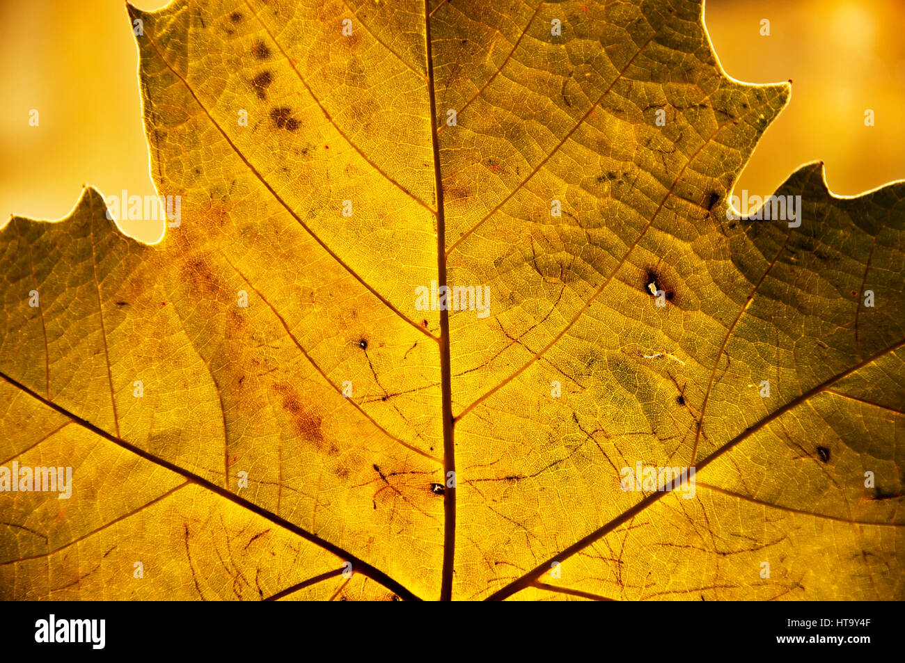 golden backlit leaf in autumn showing its structure and texture Stock ...