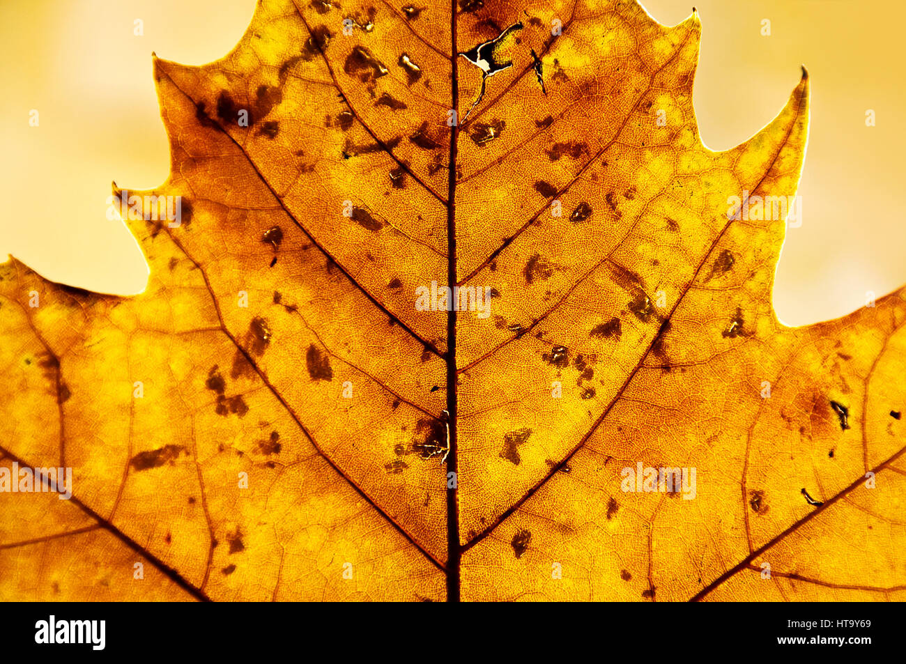 golden backlit leaf in autumn showing its structure and texture Stock ...