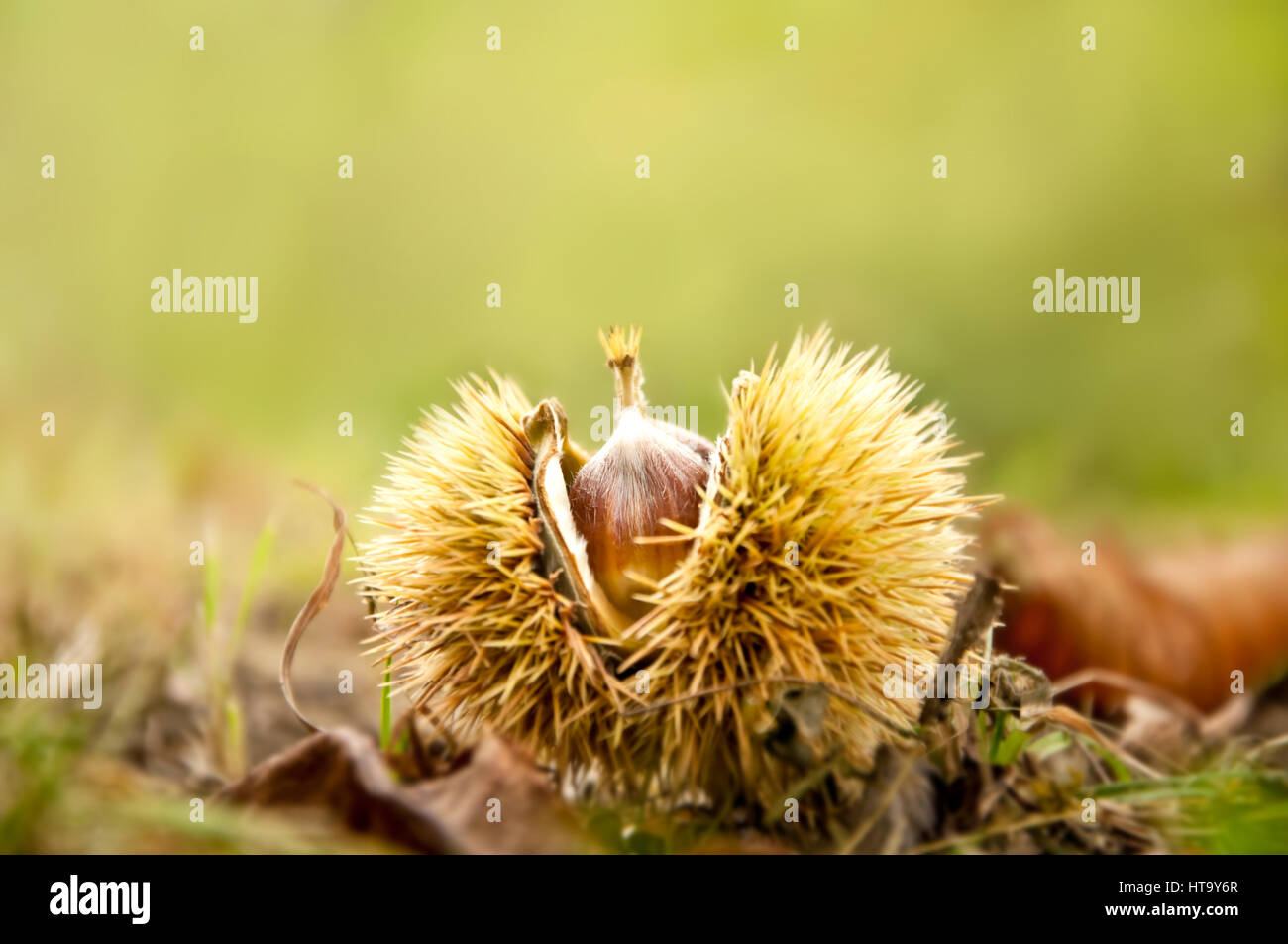 fallen chestnut fruit on the ground Stock Photo - Alamy