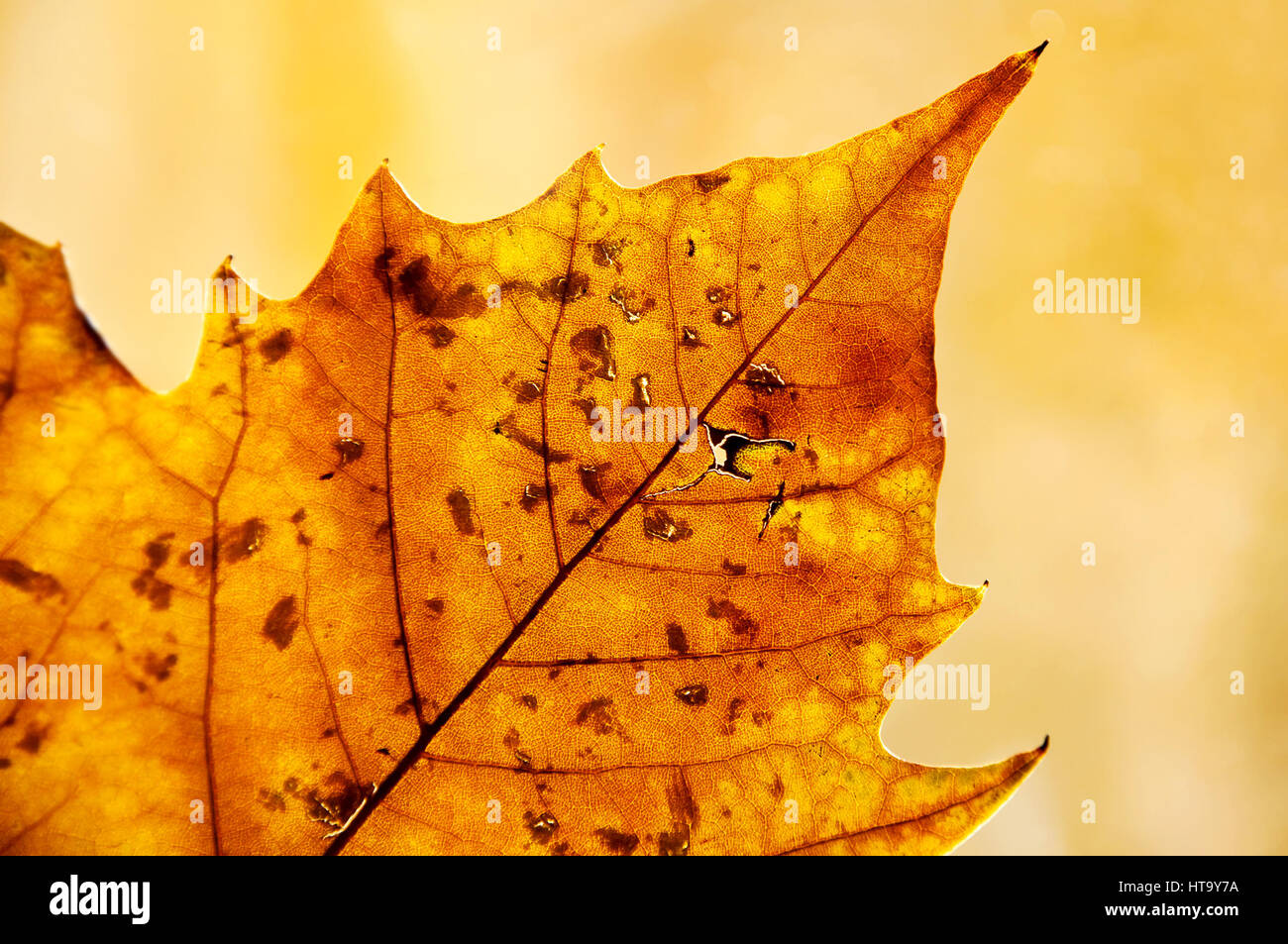 golden backlit leaf in autumn showing its structure and texture Stock ...