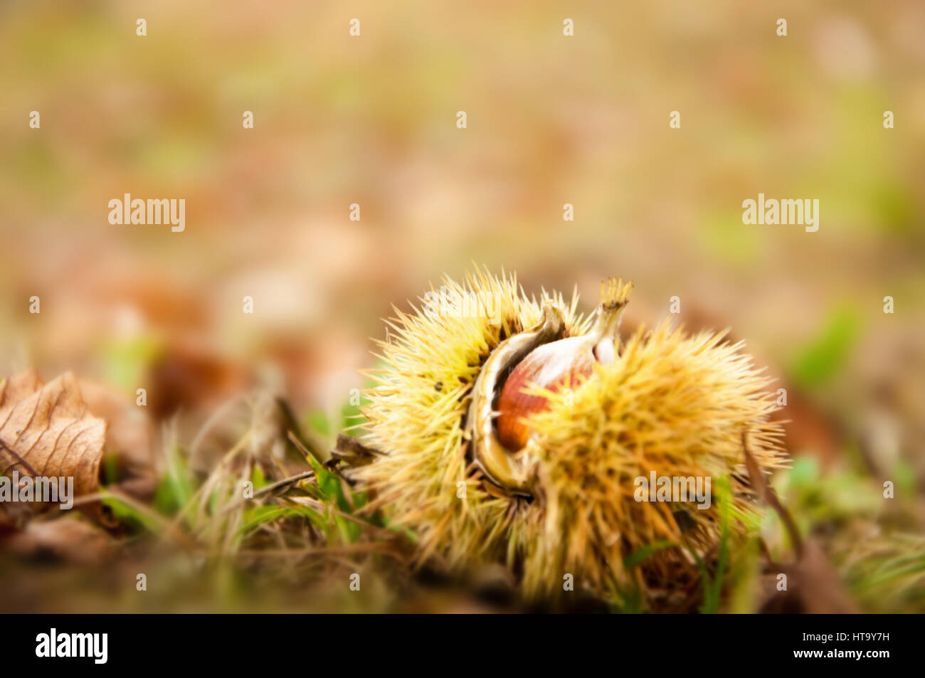 fallen chestnut fruit on the ground Stock Photo - Alamy