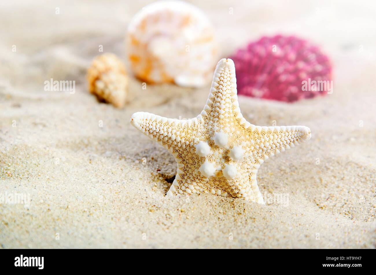 The composition of shells hi-res stock photography and images - Alamy