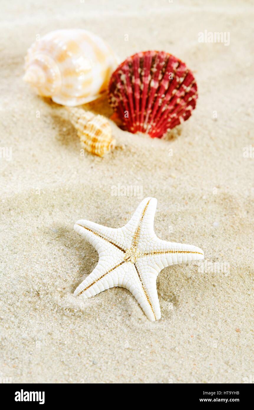 The composition of shells hi-res stock photography and images - Alamy