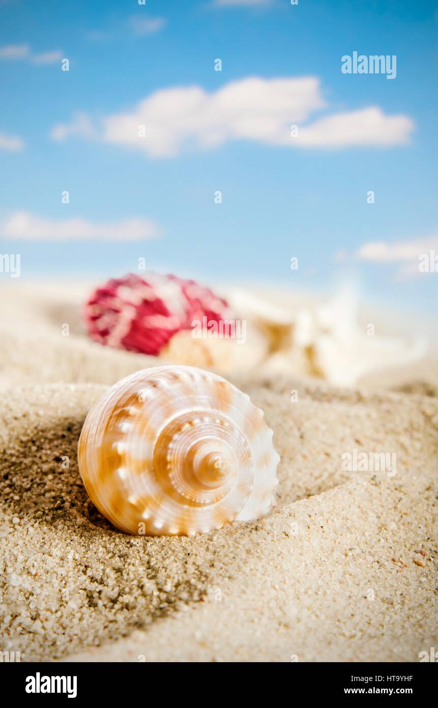 Few shells on the golden beach. Blue sky with cloud in background Stock ...