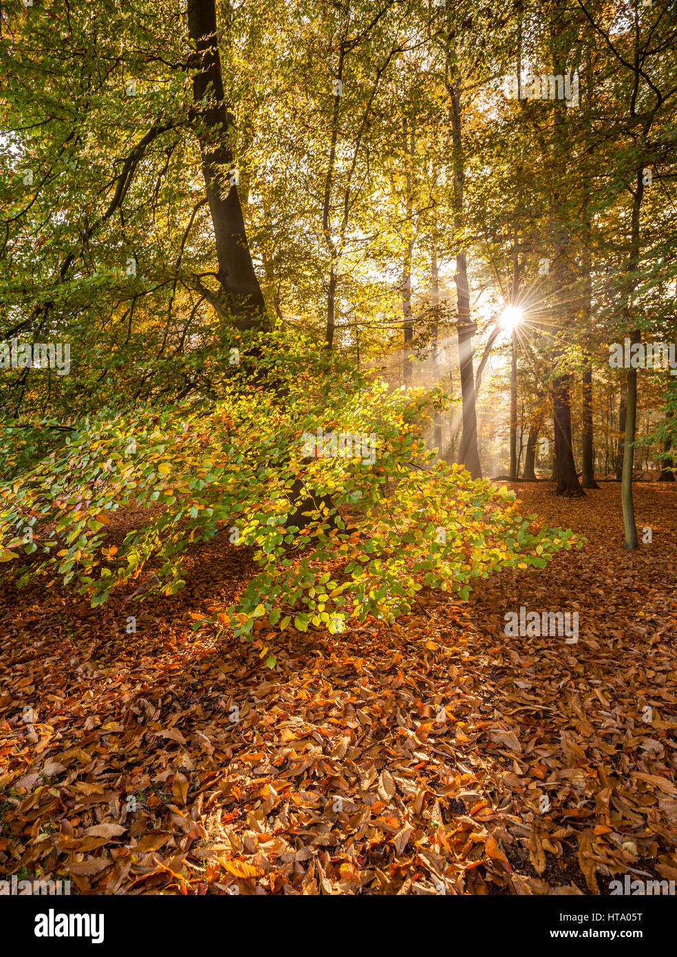 Belgium, Antwerp, middelheim park in autumn - fall Stock Photo - Alamy