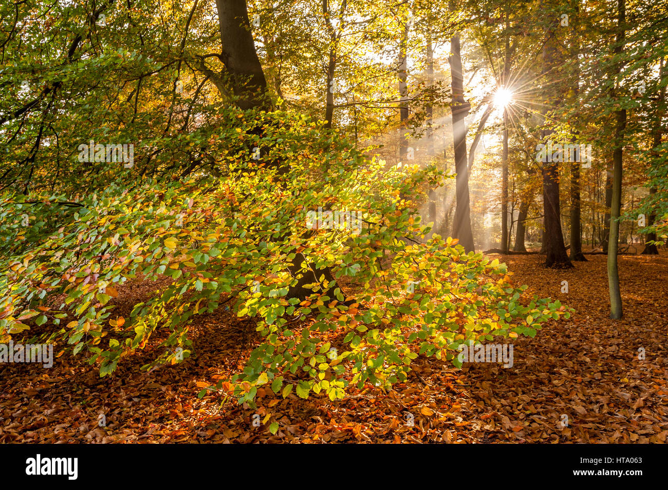 Belgium, Antwerp, middelheim park in autumn - fall Stock Photo - Alamy