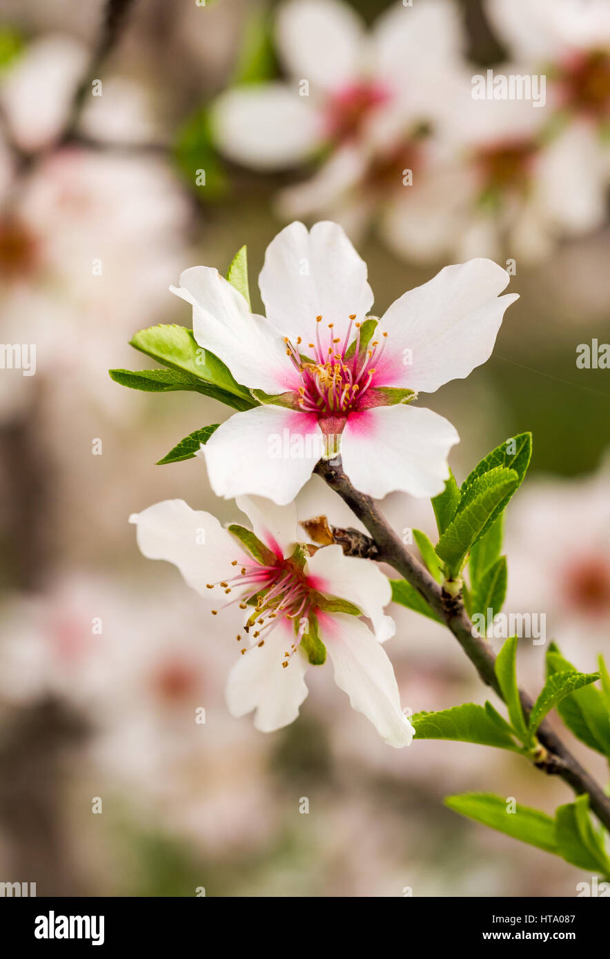 Sweet Almond Tree