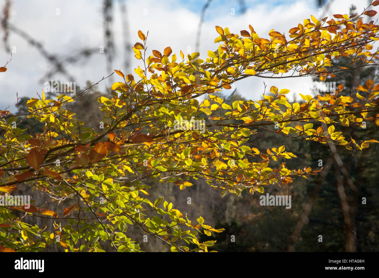 Beech Tree and leaves in full autumn colour by the shoreline of Tarn ...