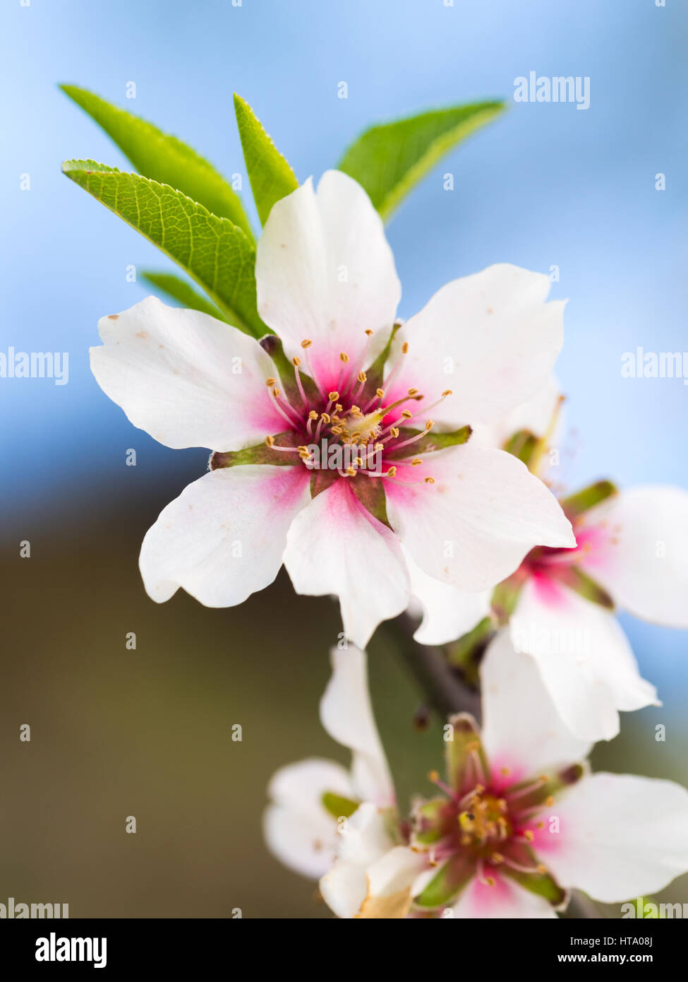 Flowering sweet almond tree in Alentejo, Portugal Stock Photo - Alamy