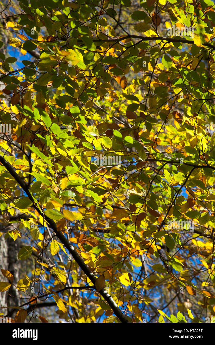 Beech Tree and leaves in full autumn colour by the shoreline of Tarn ...