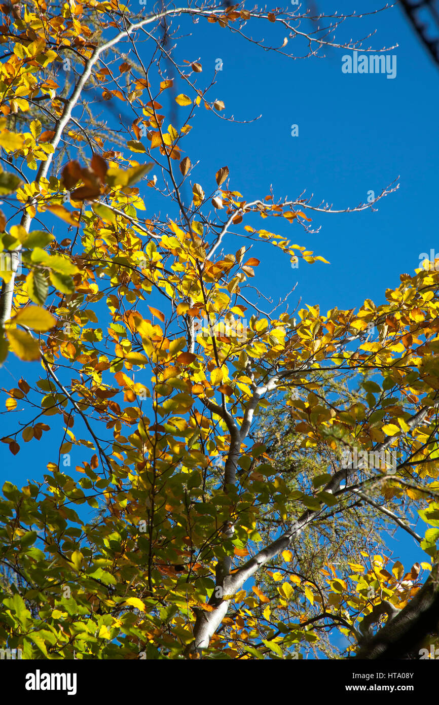 English beech tree leaf hi-res stock photography and images - Alamy