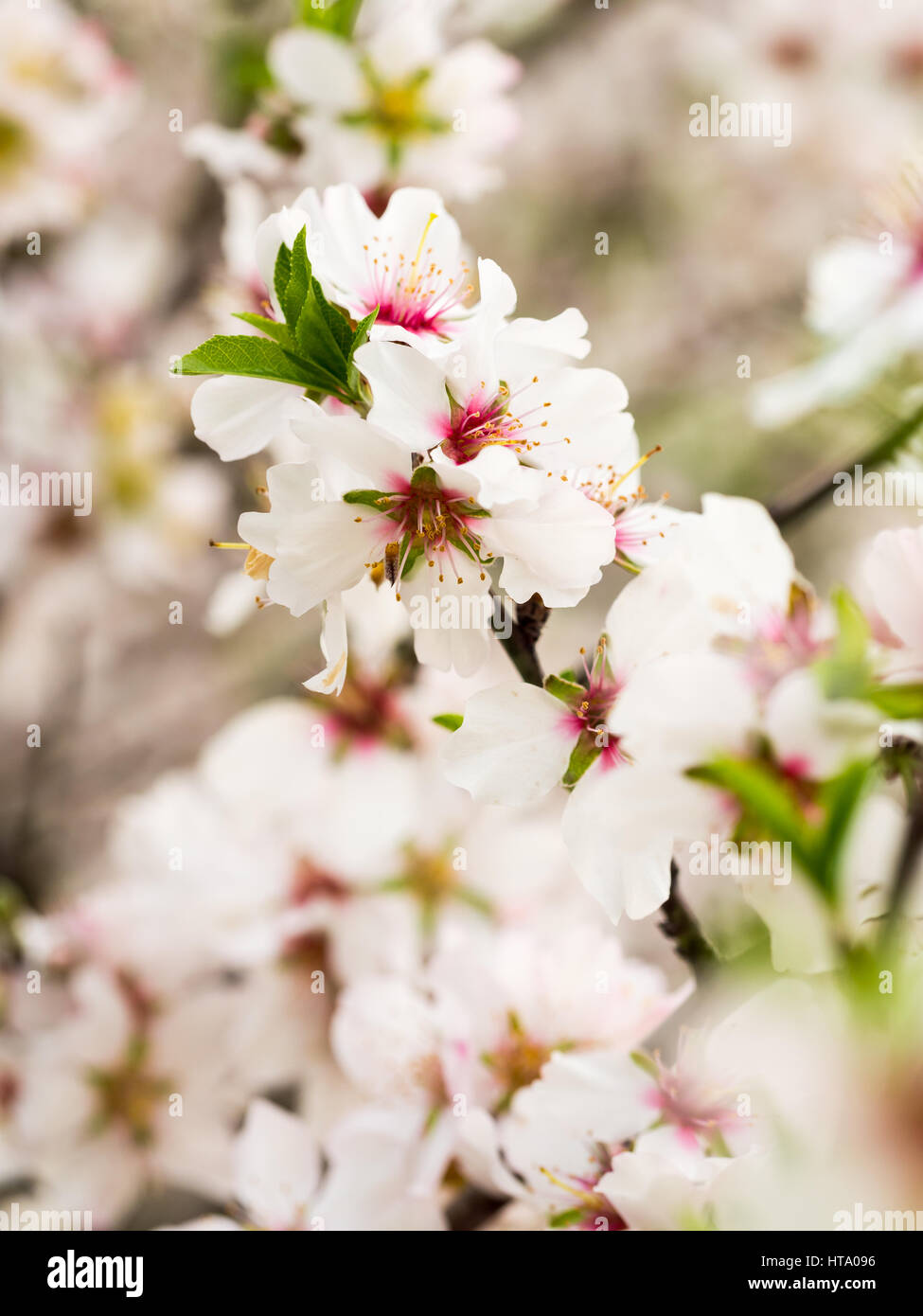 Flowering tree in portugal hi-res stock photography and images - Alamy