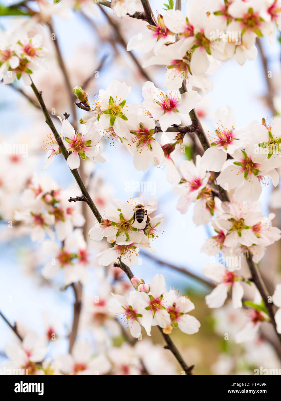 Flowering sweet almond tree in Alentejo, Portugal Stock Photo - Alamy