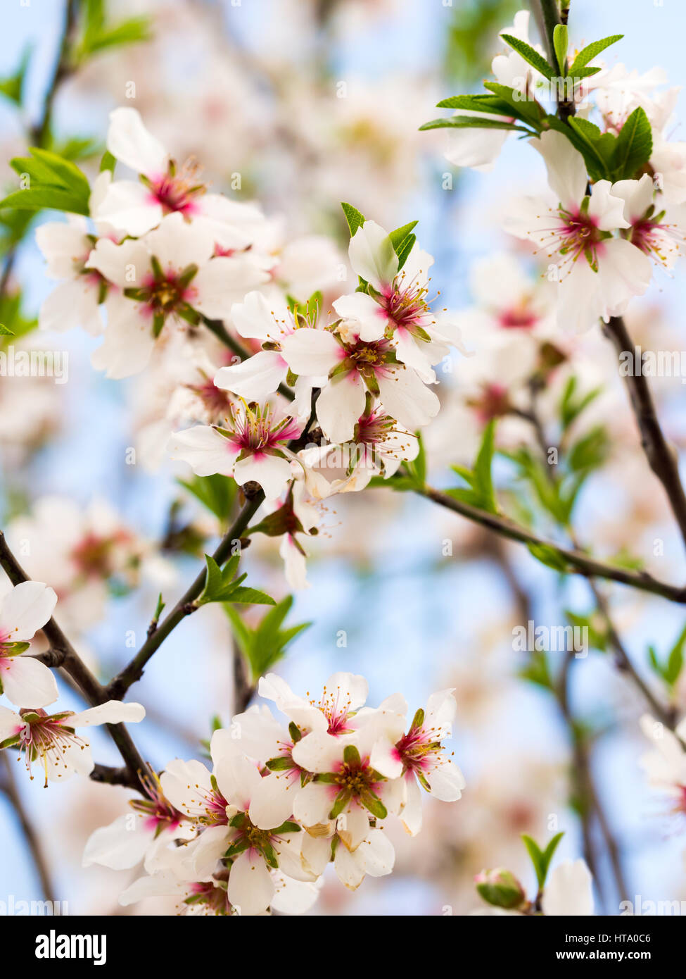 Flowering sweet almond tree in Alentejo, Portugal Stock Photo - Alamy