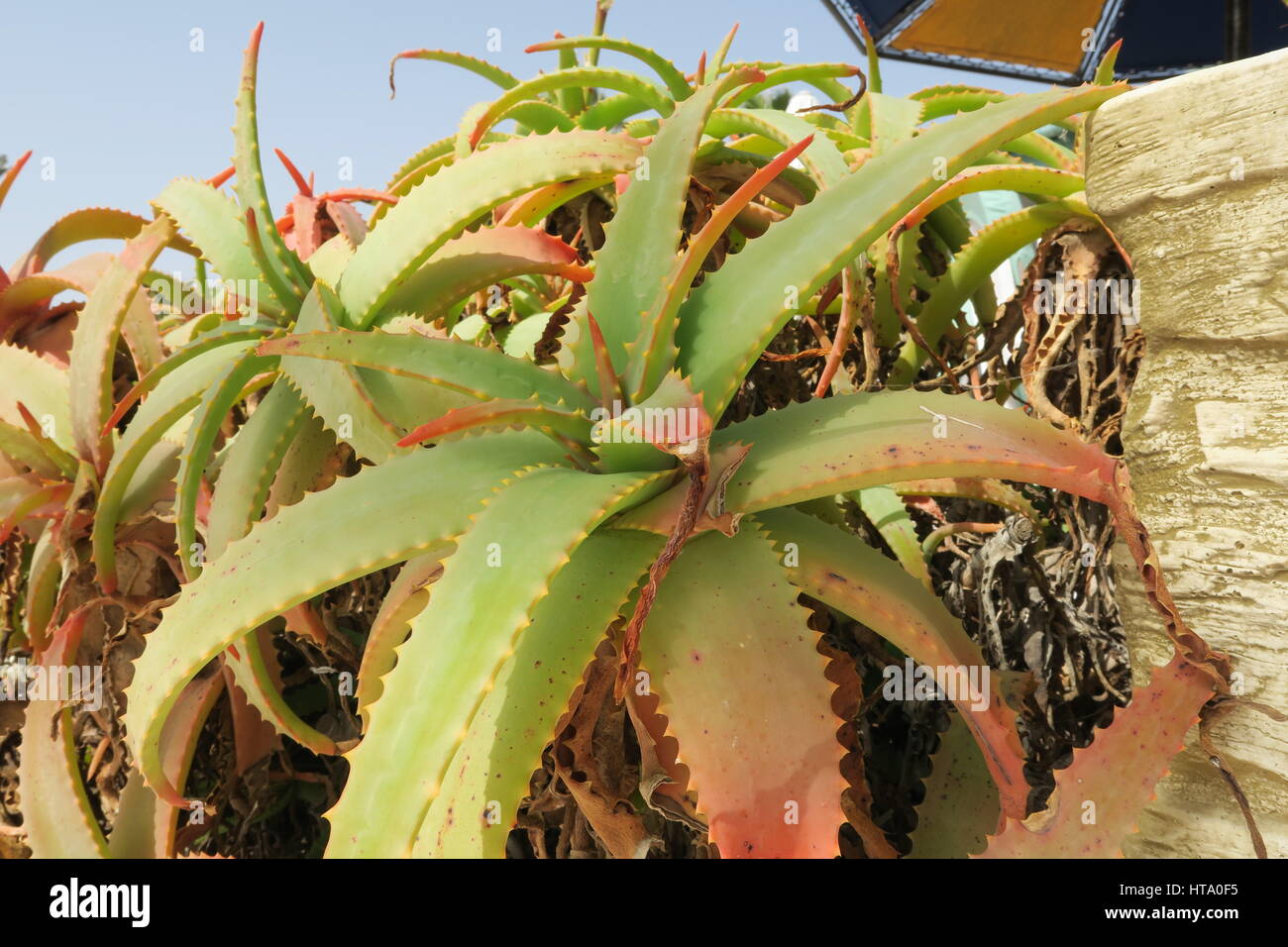 Aloe Cameronii High Resolution Stock Photography and Images - Alamy