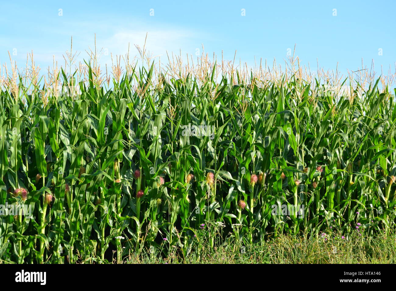 View of a green field of corn growing up Stock Photo - Alamy