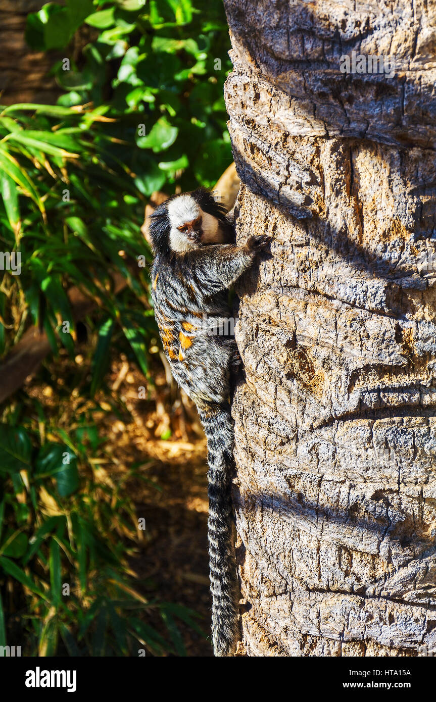 Lemur with a striped tail climbs the trunk of palm trees Stock Photo ...