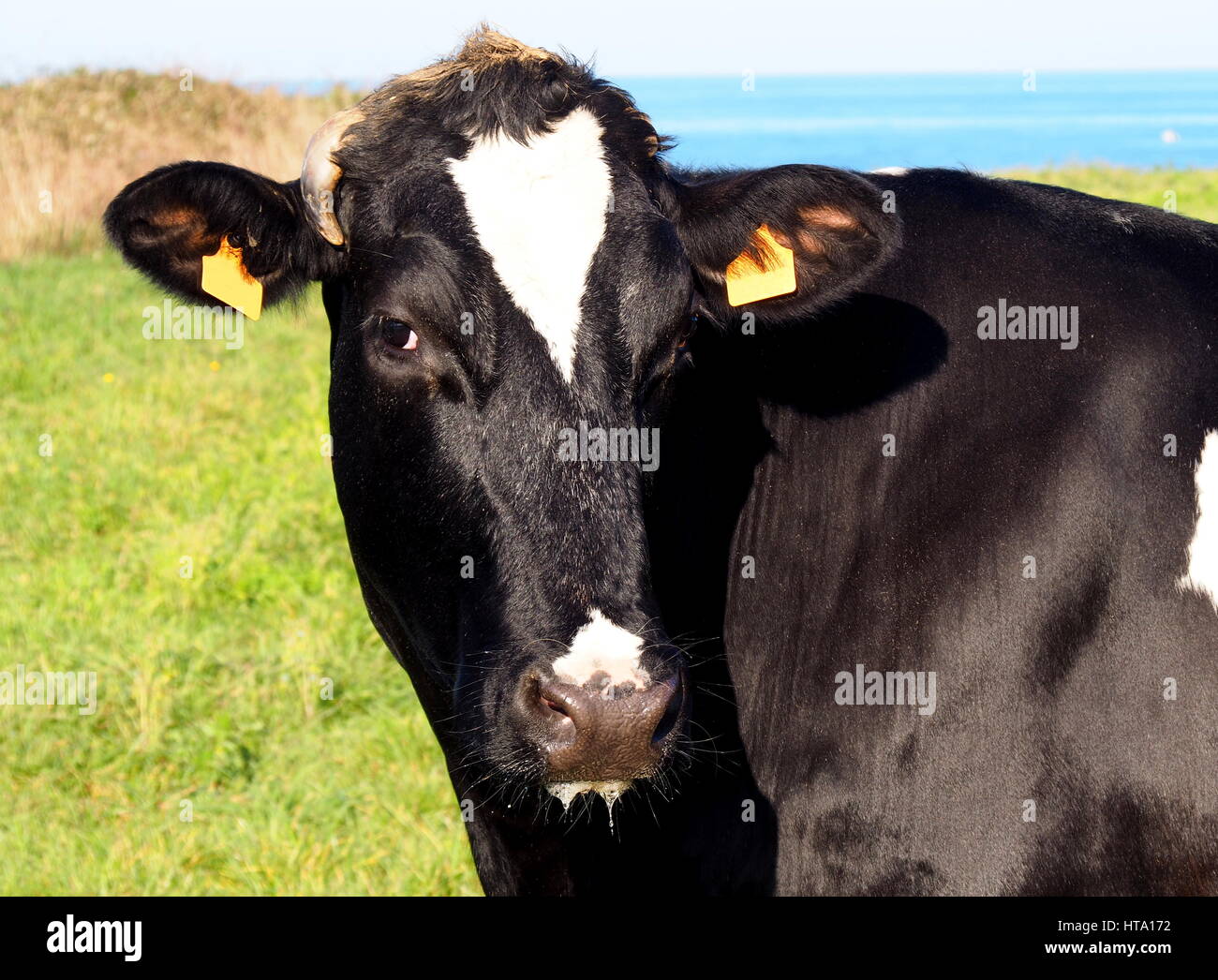 Portrait of a black and white cow Stock Photo - Alamy