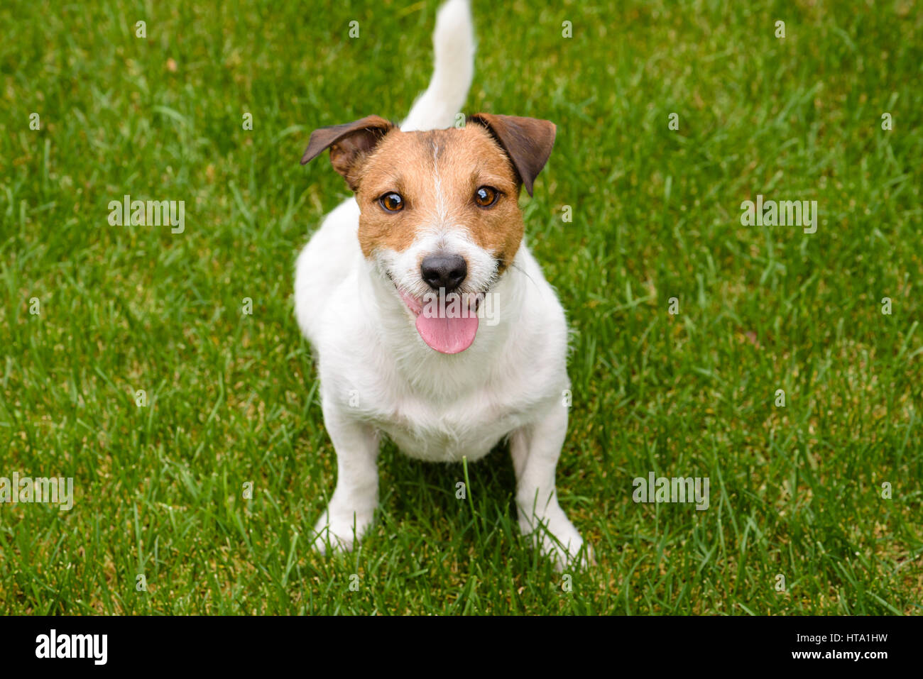 Doggy looking camera hi-res stock photography and images - Alamy