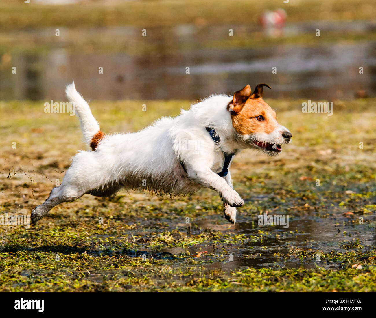 Wet, fluffy and dirty dog running through spring swamp Stock Photo - Alamy