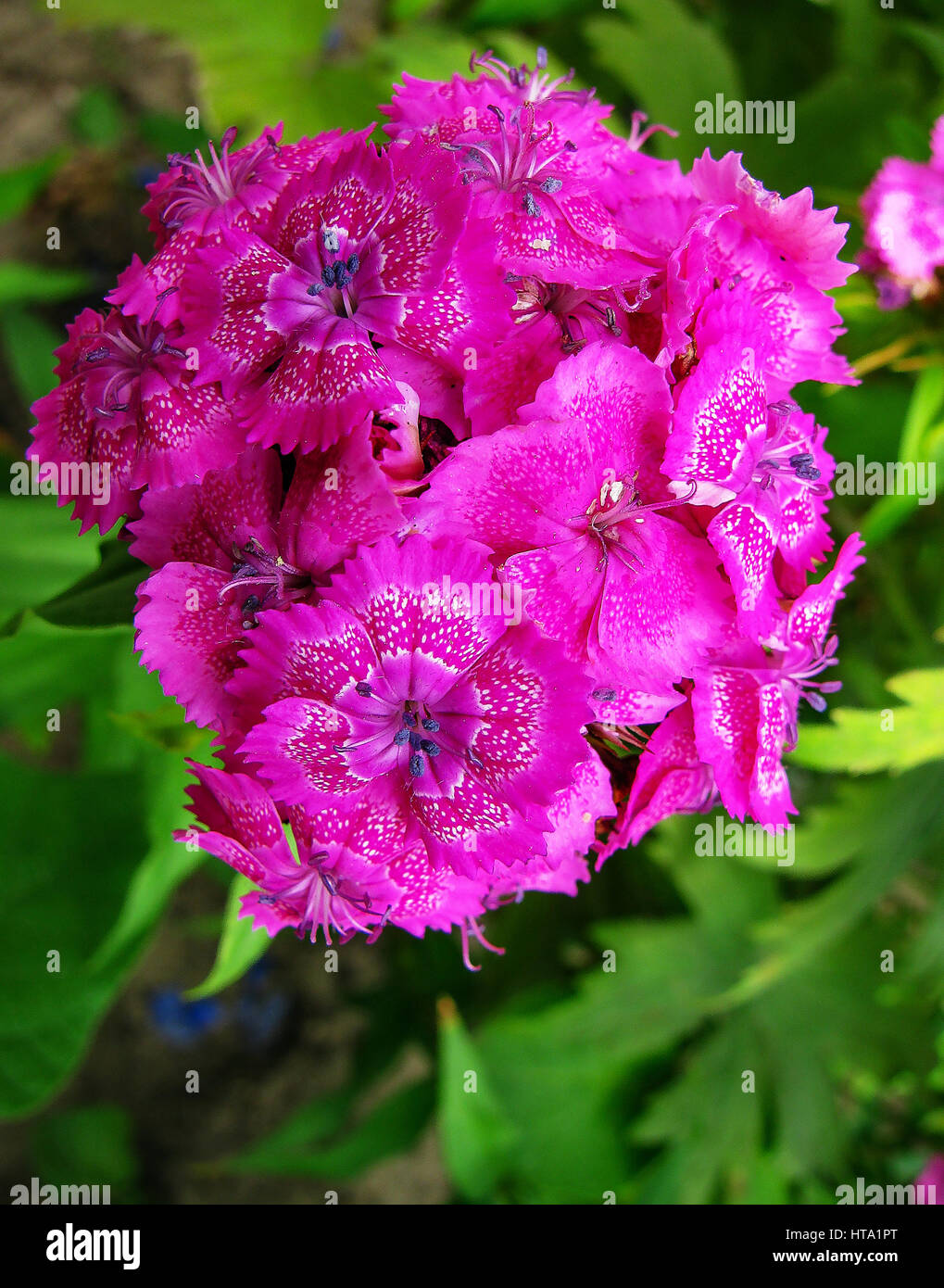 Flowers phlox - genus of herbaceous plants Stock Photo - Alamy