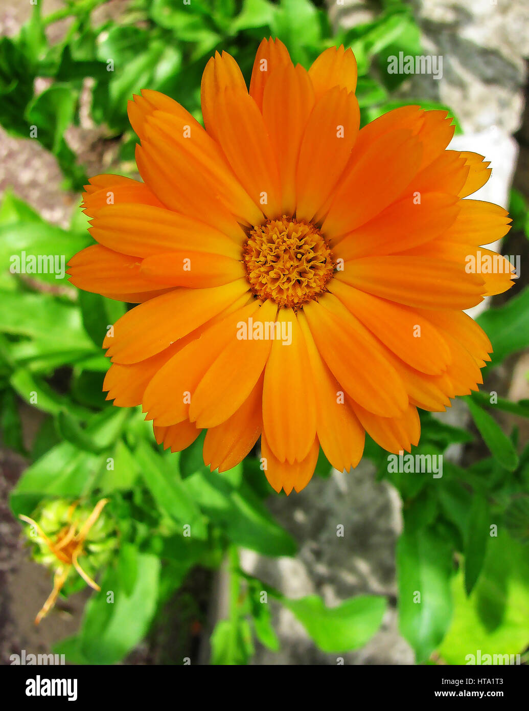 Orange flower calendula Stock Photo - Alamy