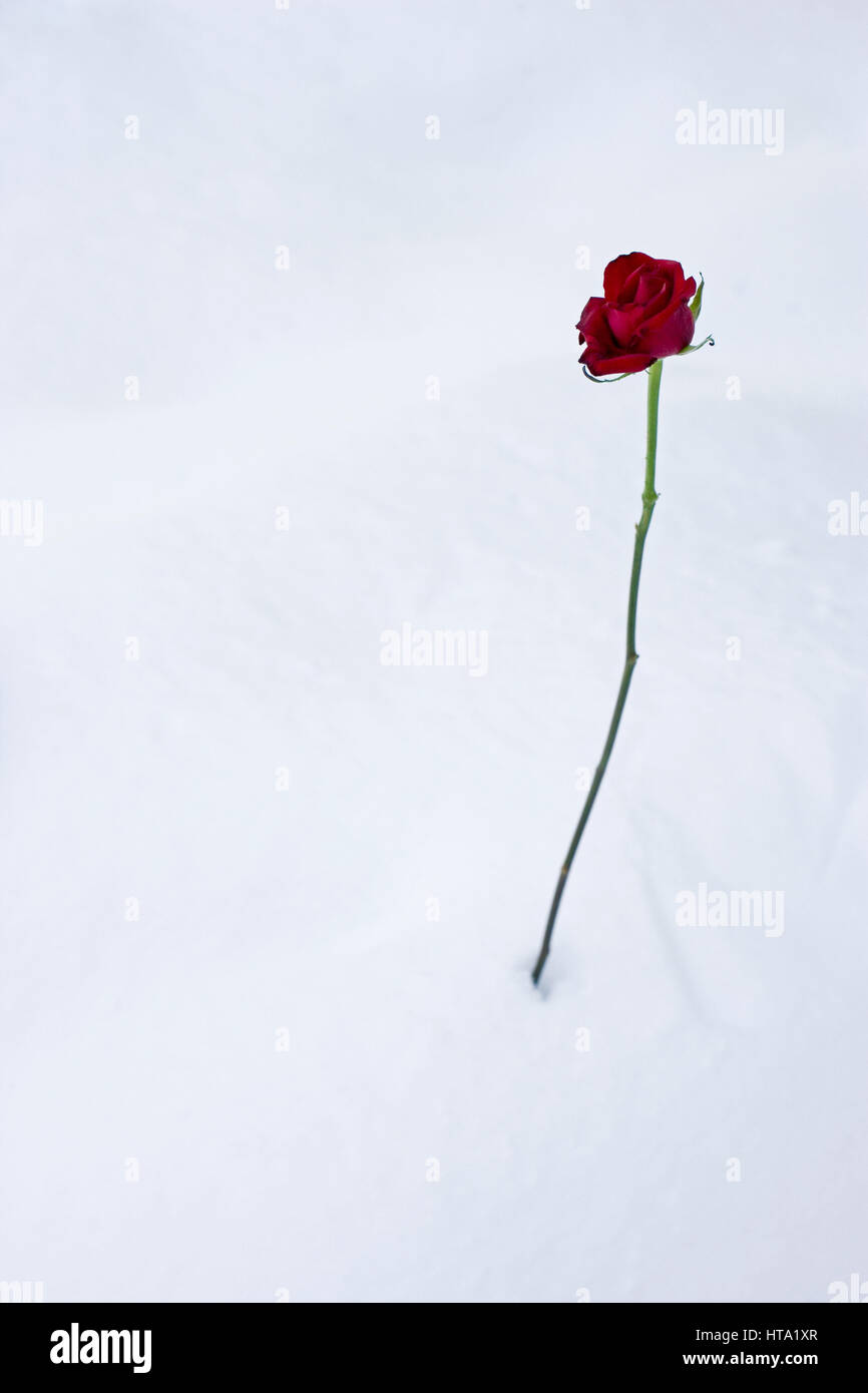 Rose on snow hi-res stock photography and images - Alamy