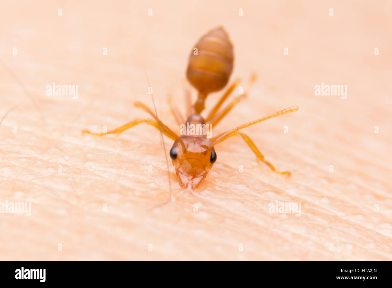 Red ant bite the hand, prevent the enemy from attacking Stock Photo - Alamy
