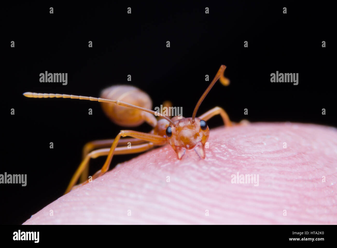 Ant bite hi-res stock photography and images - Alamy