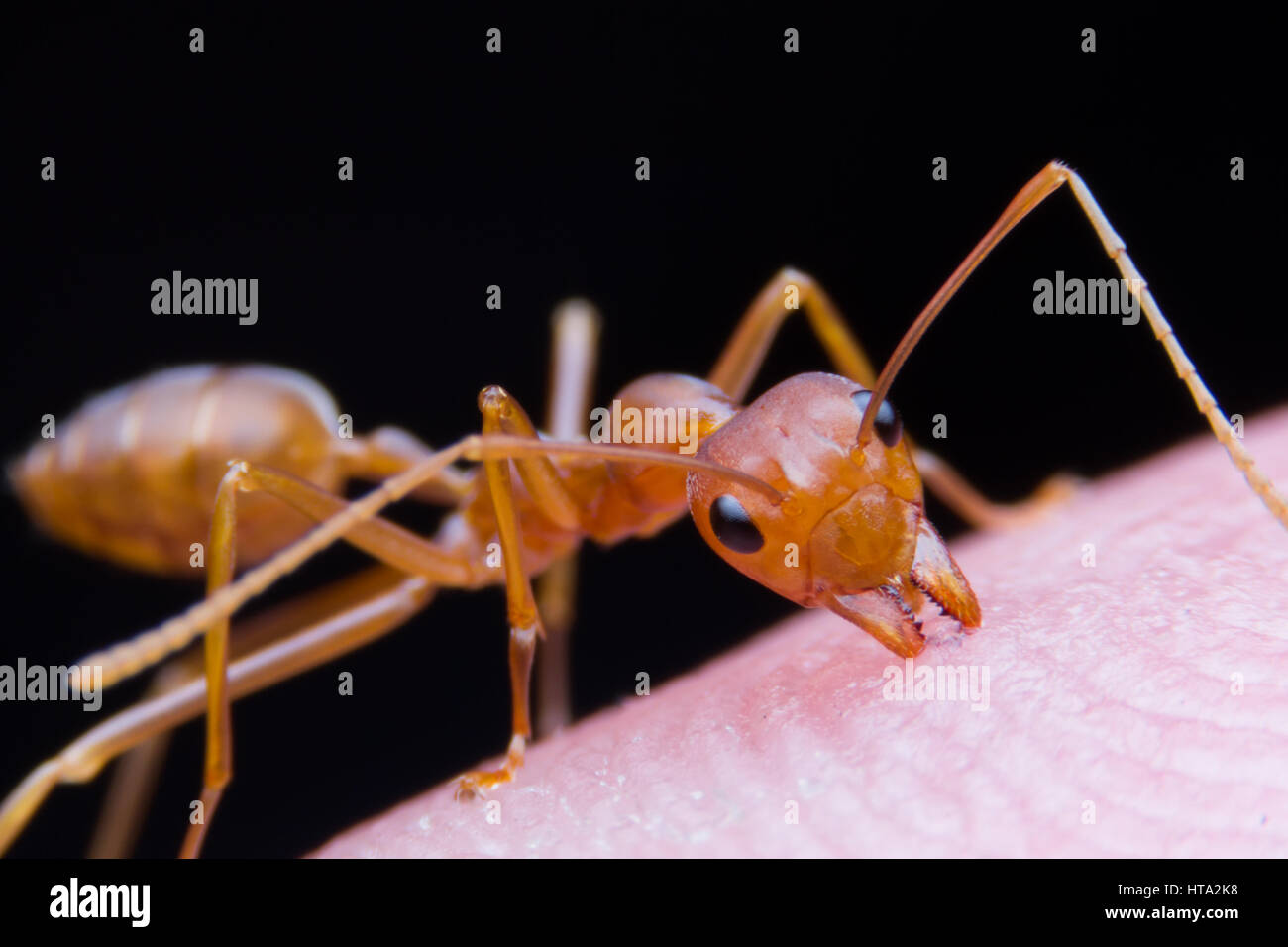 Red ant bite the hand, prevent the enemy from attacking Stock Photo - Alamy