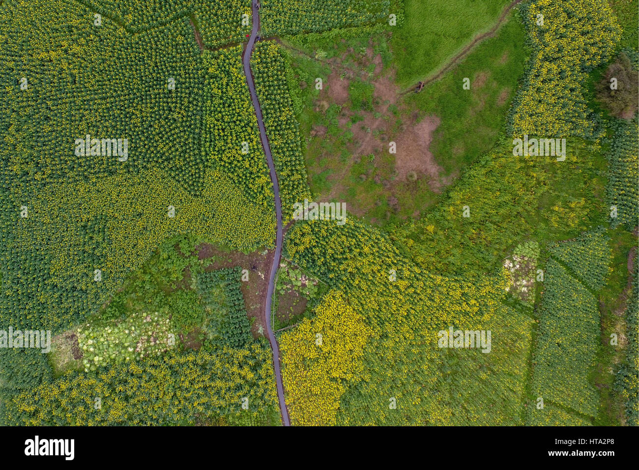 Hunan, China. 8th Mar, 2017. Aerial photography of blooming rapeseed ...