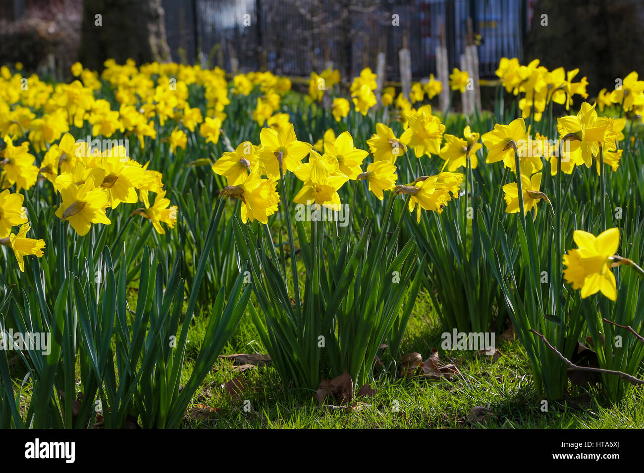 North London, UK. 9th Mar, 2017. UK Weather. Daffodils blooms on a ...
