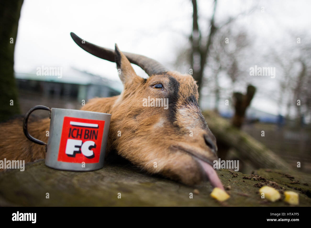 The German soccer club 1. FC Cologne's mascot, the billy-goat Hennes ...