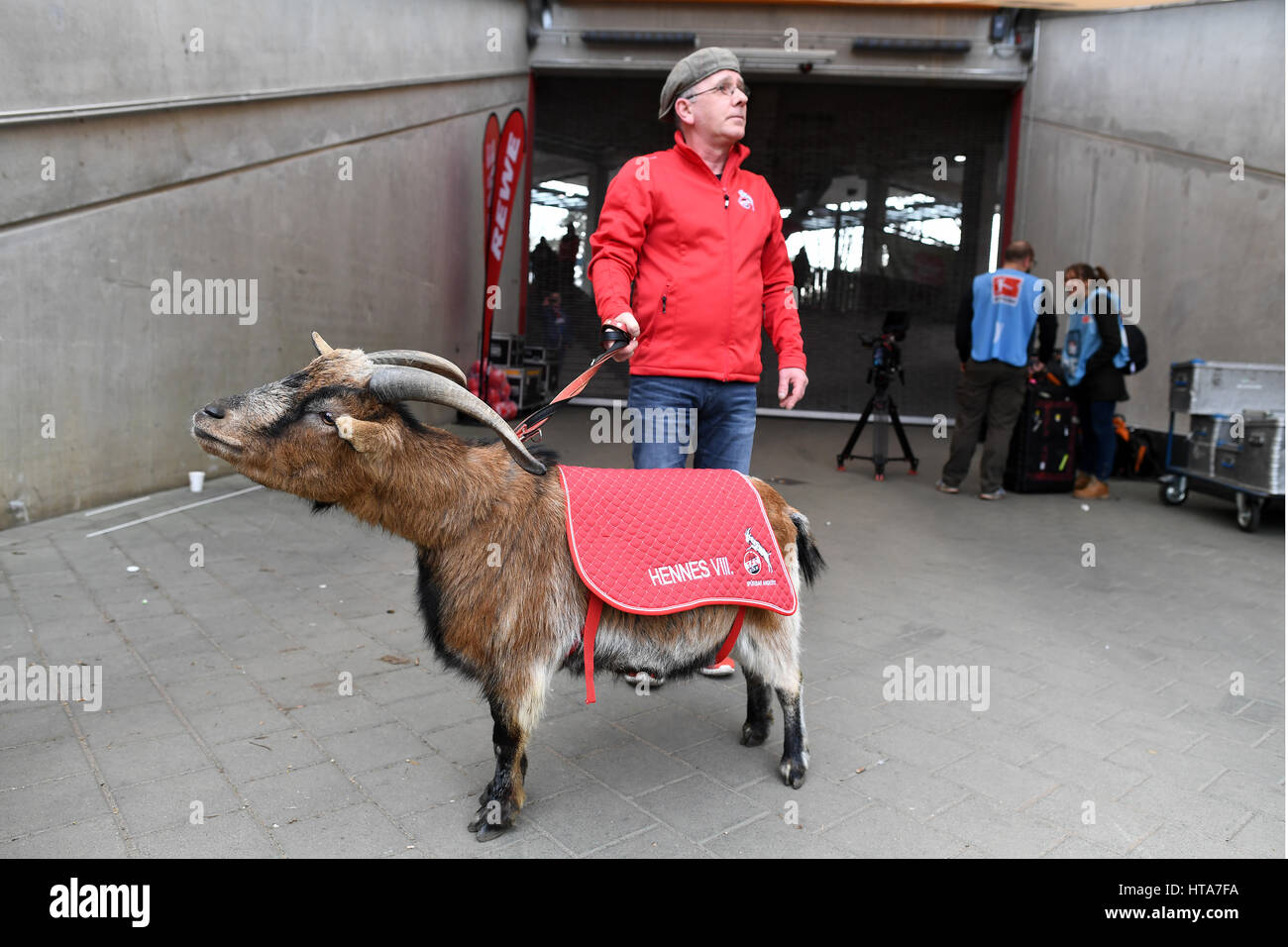 The German soccer club 1. FC Cologne's mascot, the billy-goat Hennes ...