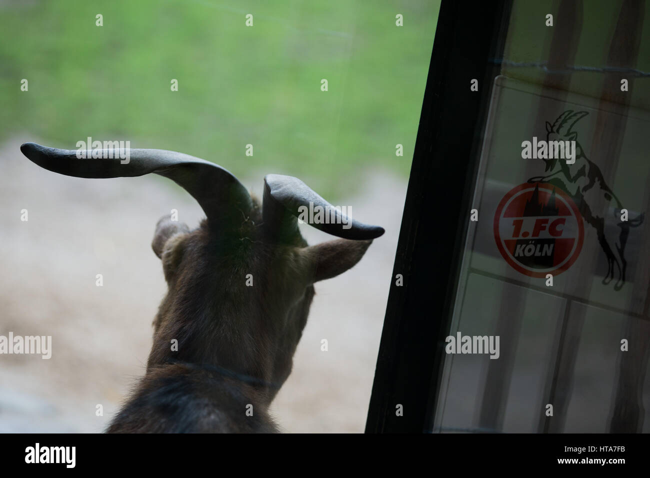 The German soccer club 1. FC Cologne's mascot, the billy-goat Hennes ...