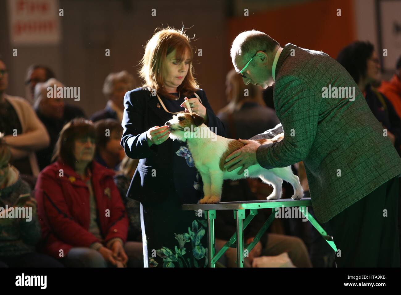 Crufts dog show jack russell hi-res stock photography and images - Alamy